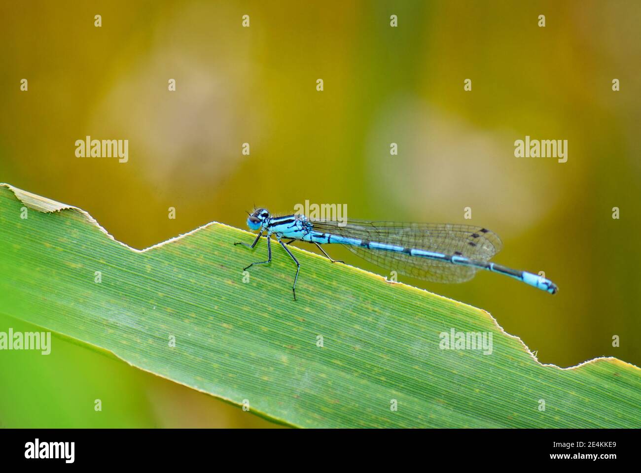 Azure Damselfly - Coenagrion puella, common blue damselfly from ...