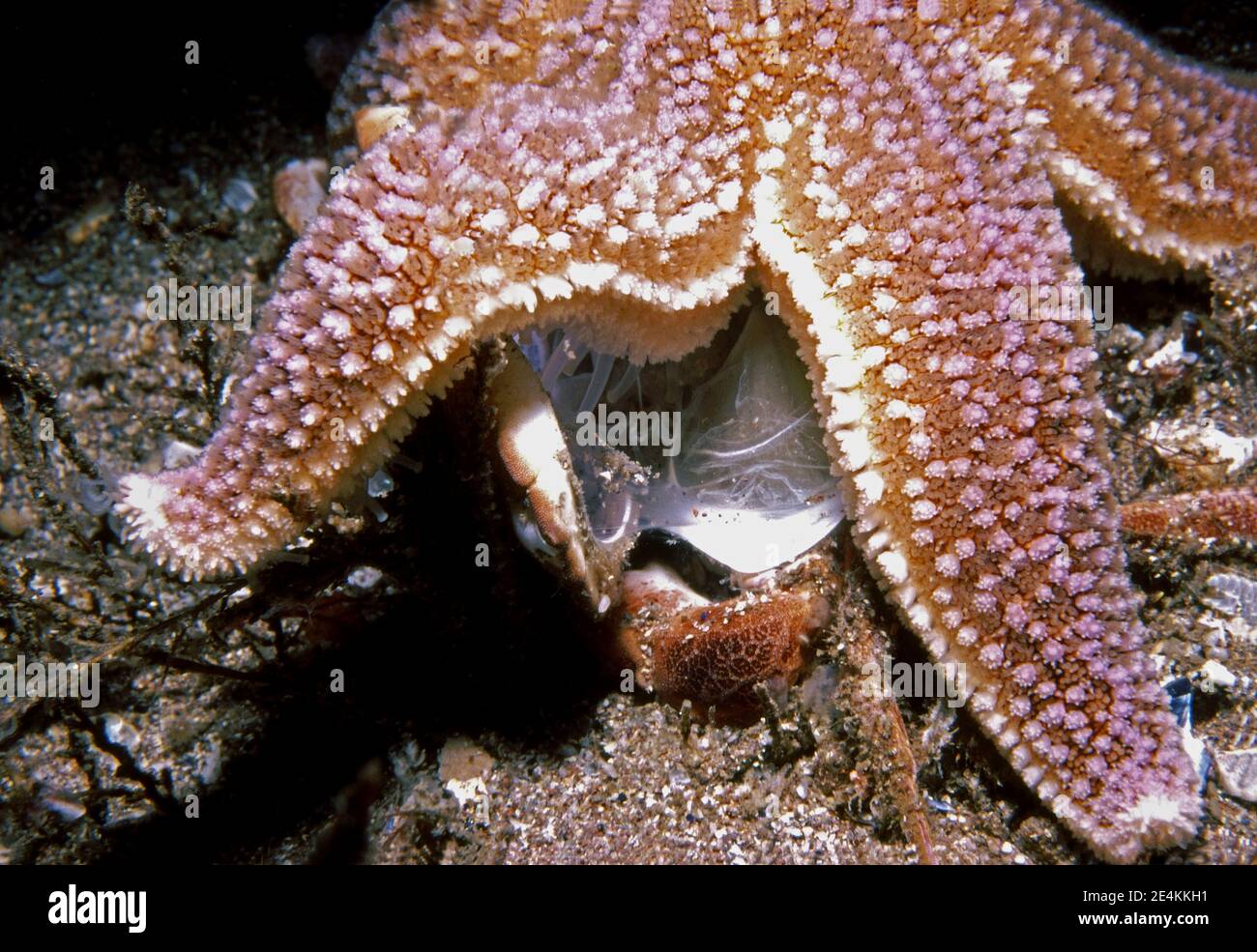 Starfish stomach eating hi-res stock photography and images - Alamy