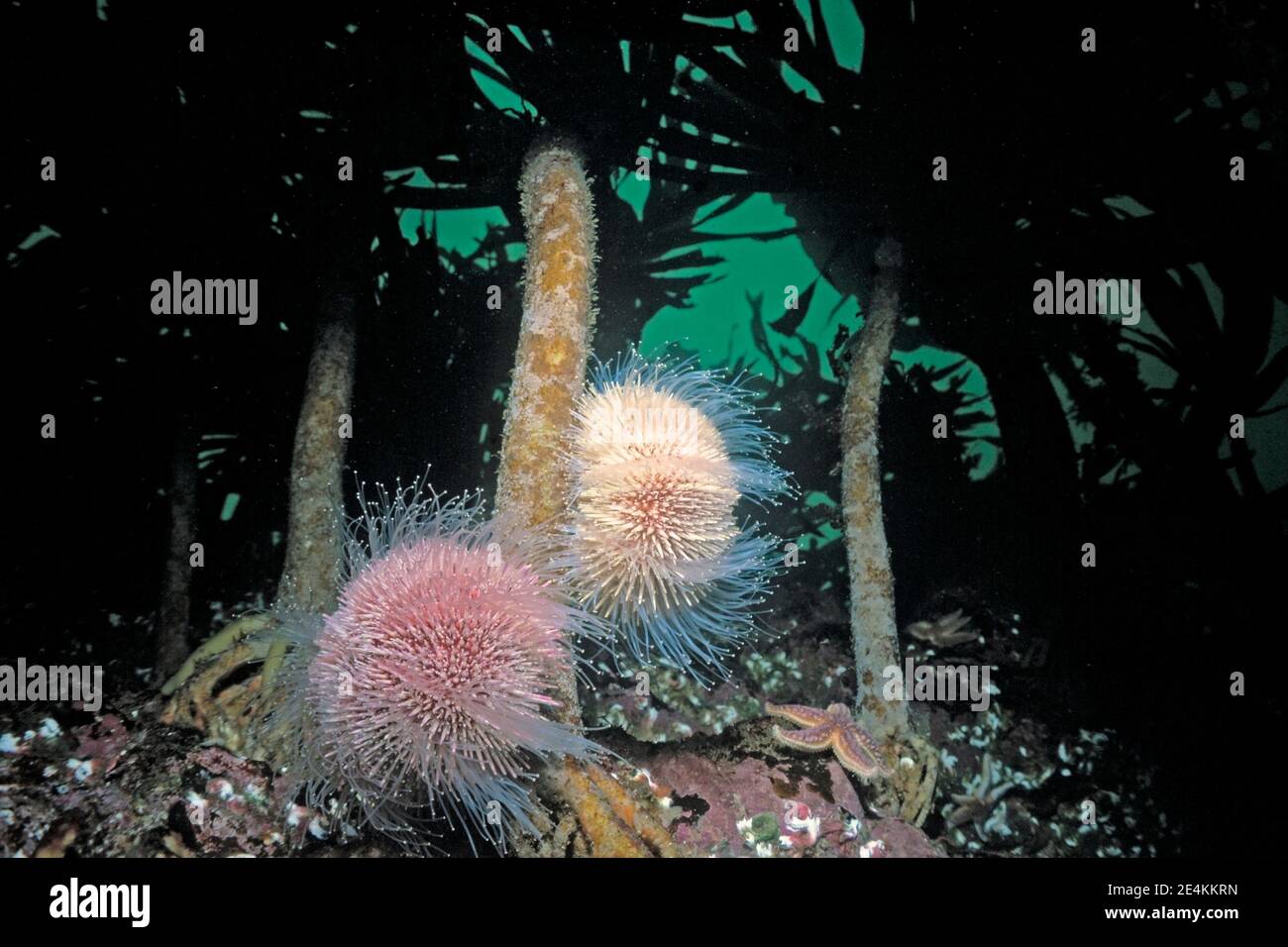 Cidaris High Resolution Stock Photography and Images - Alamy