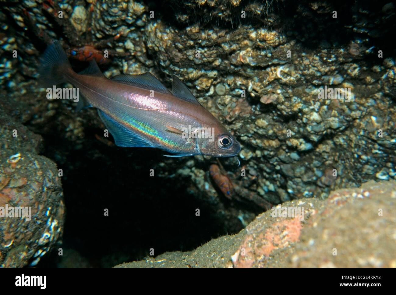 Poor cod (Trisopterus minutus) in coastal waters, UK Stock Photo - Alamy