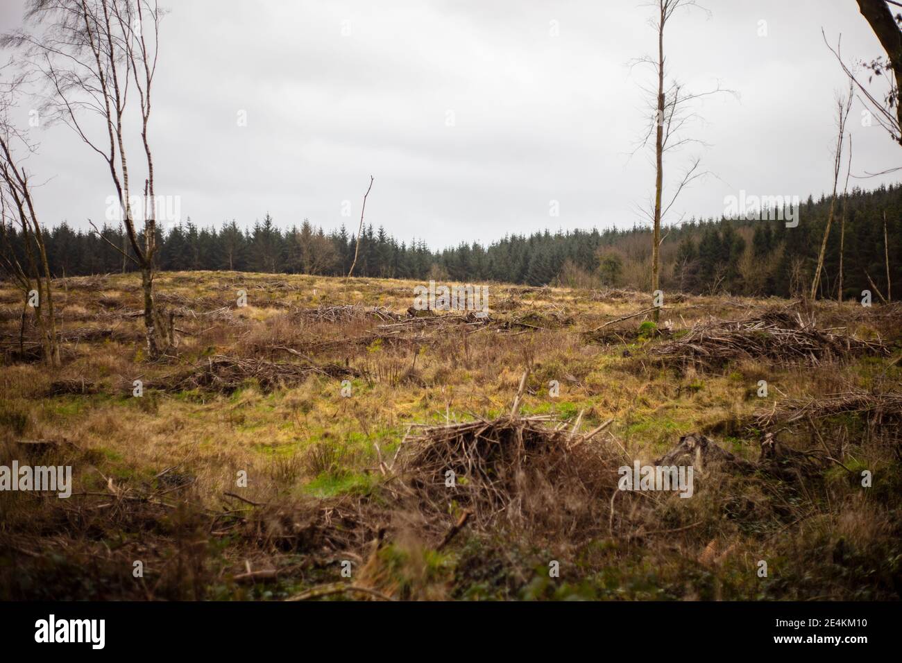 The woodlands surrounding the ruins of Blayney Castle. Castleblayney ...