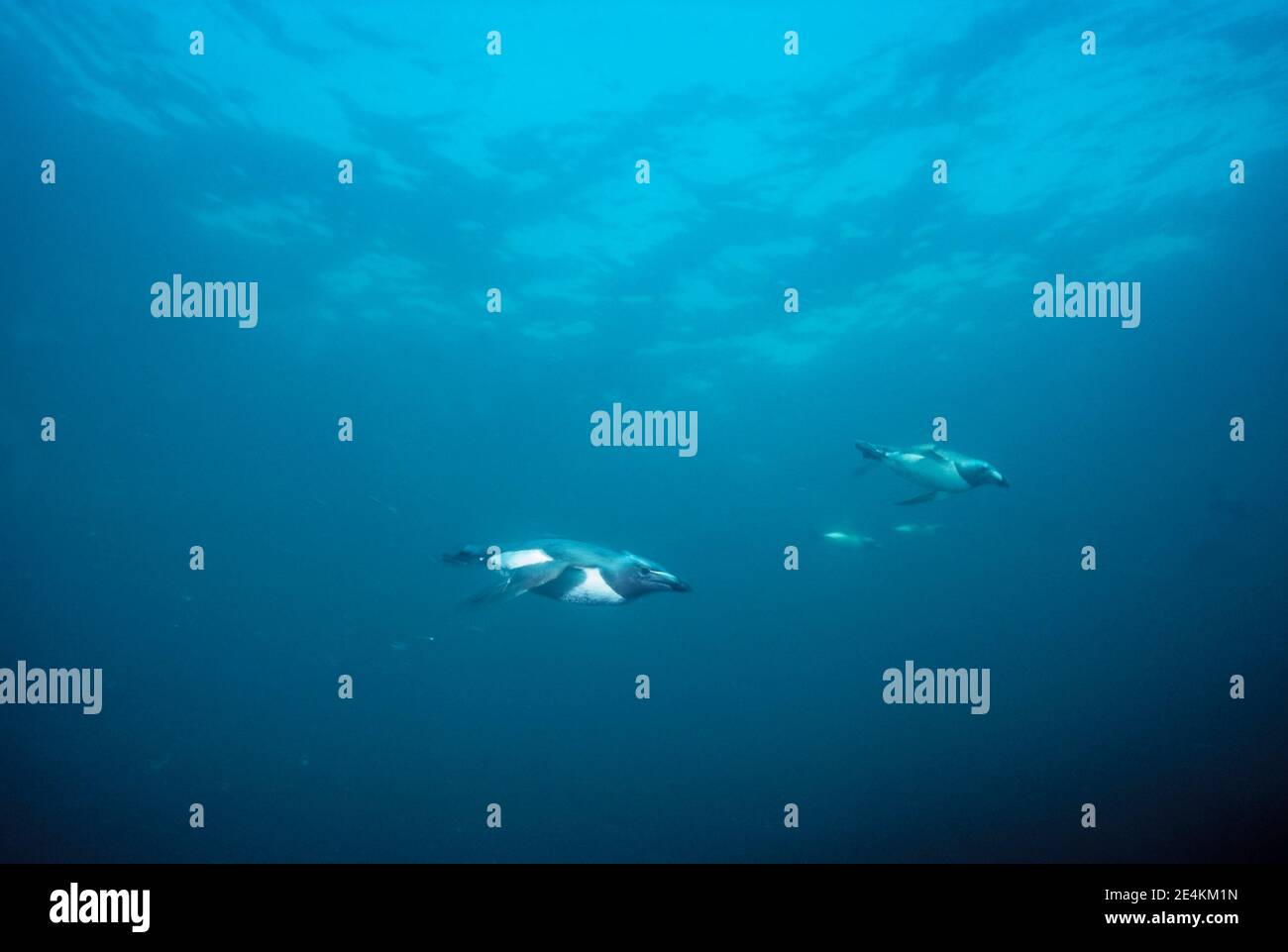 Scottish hunting group hi-res stock photography and images - Alamy