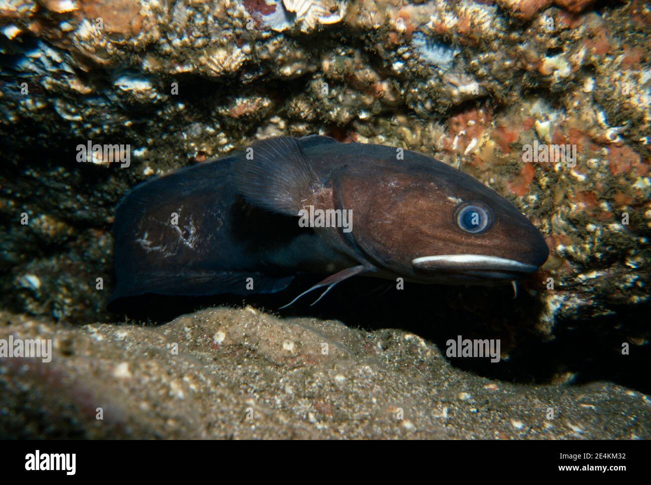Tadpole-fish (Raniceps raninus) in a rocky crevice in coastal waters ...