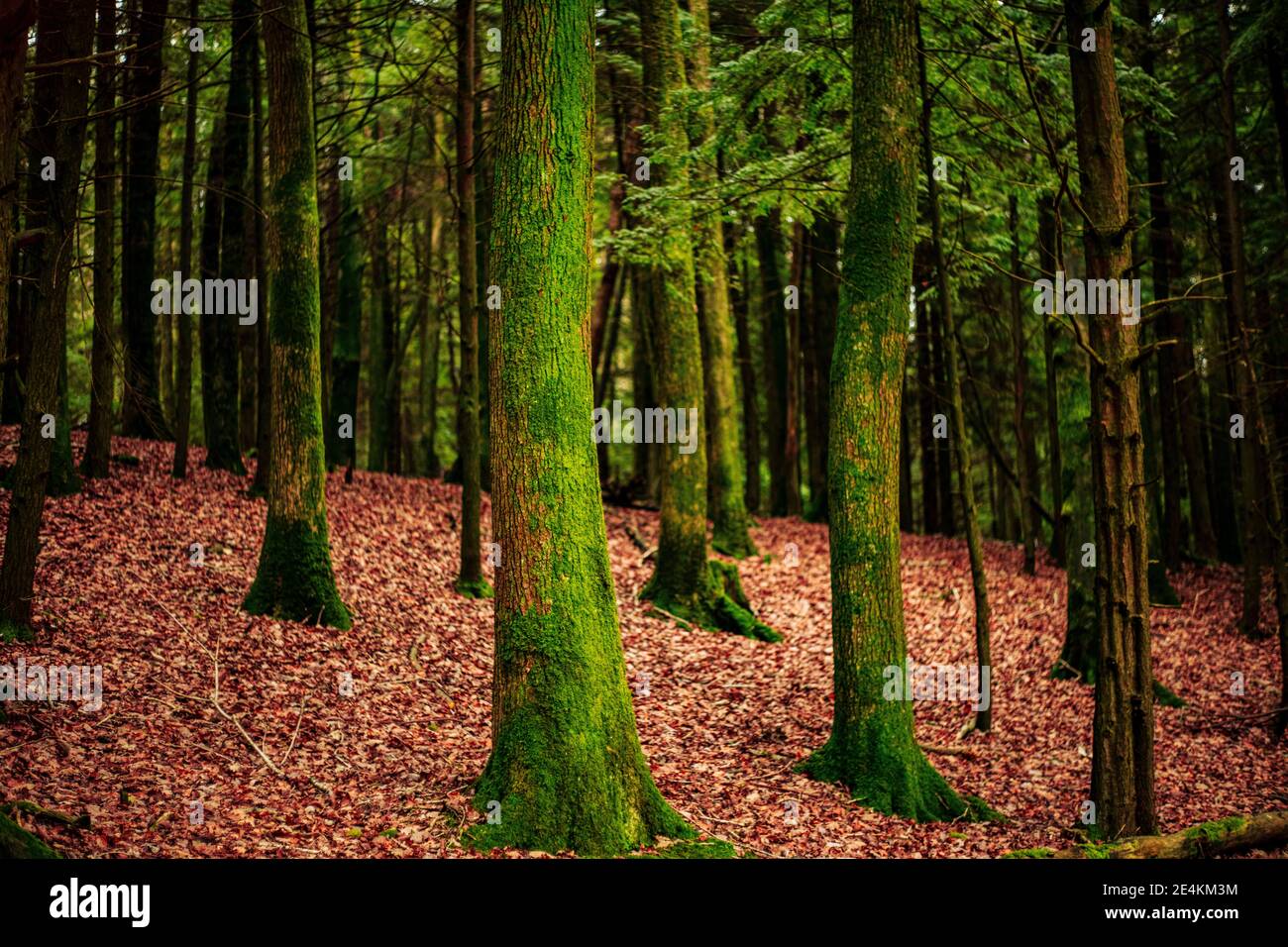 The woodlands surrounding the ruins of Blayney Castle. Castleblayney ...