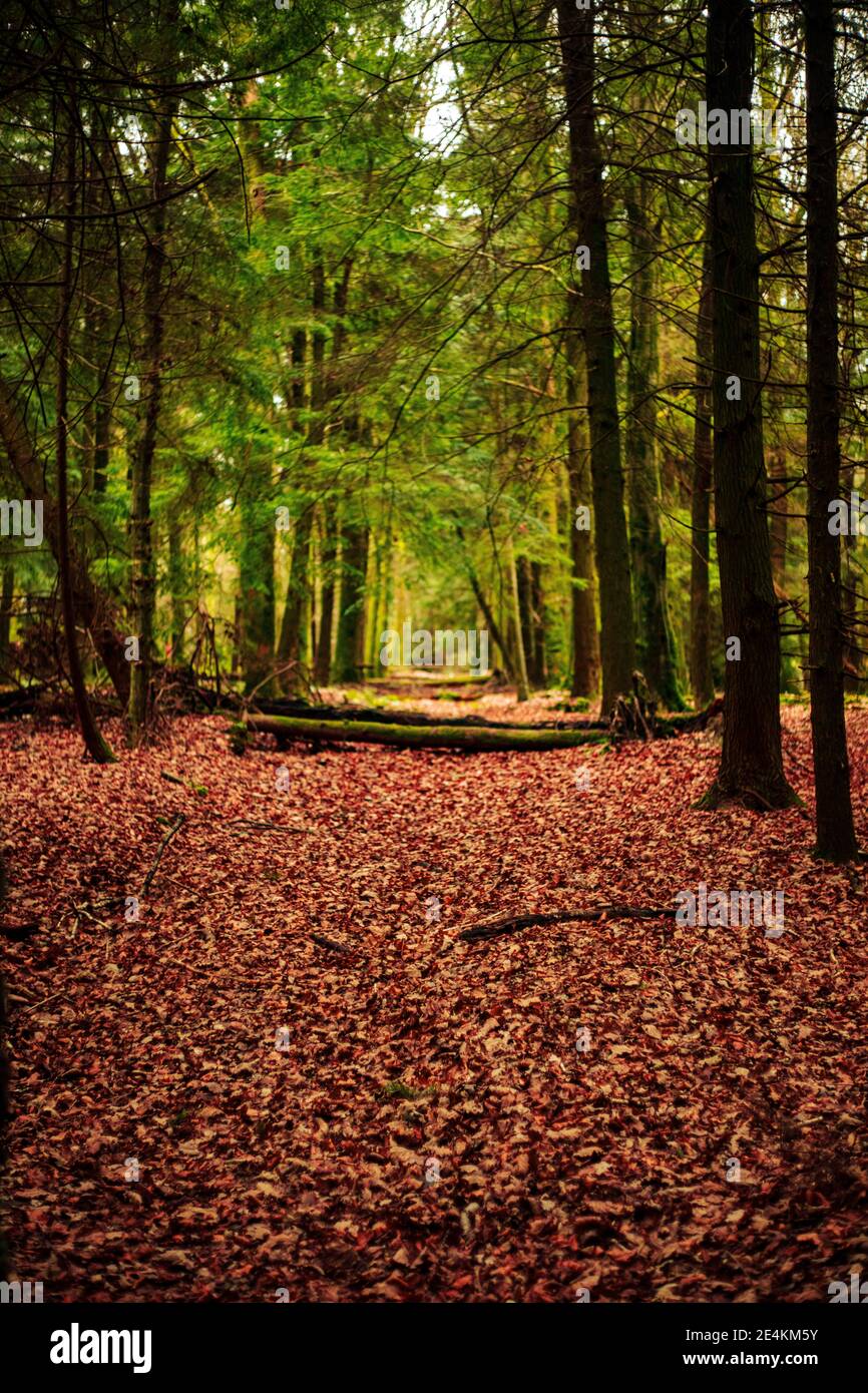 The woodlands surrounding the ruins of Blayney Castle. Castleblayney ...