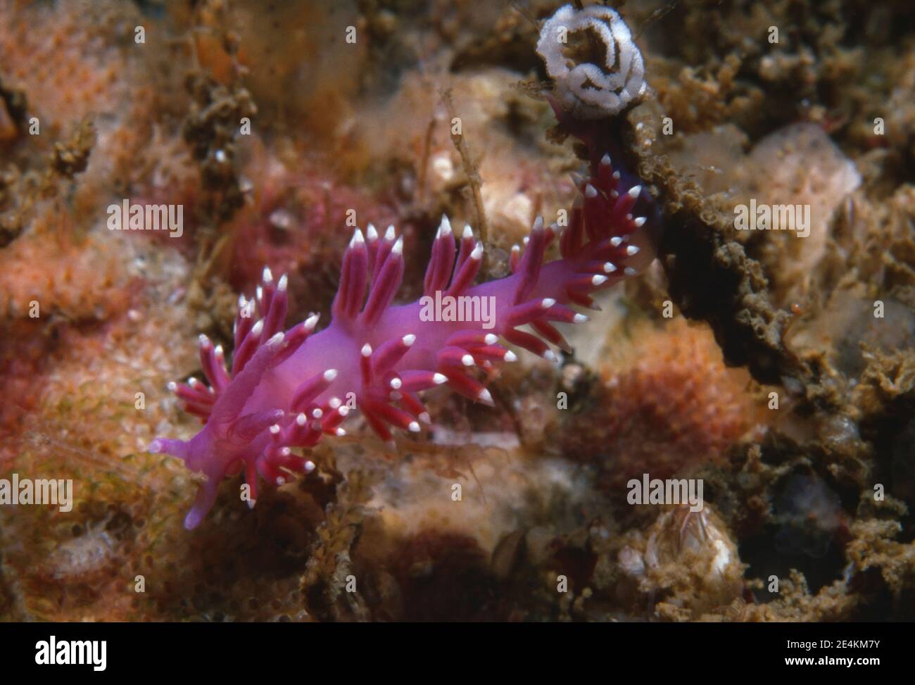 British sea slugs hi-res stock photography and images - Alamy
