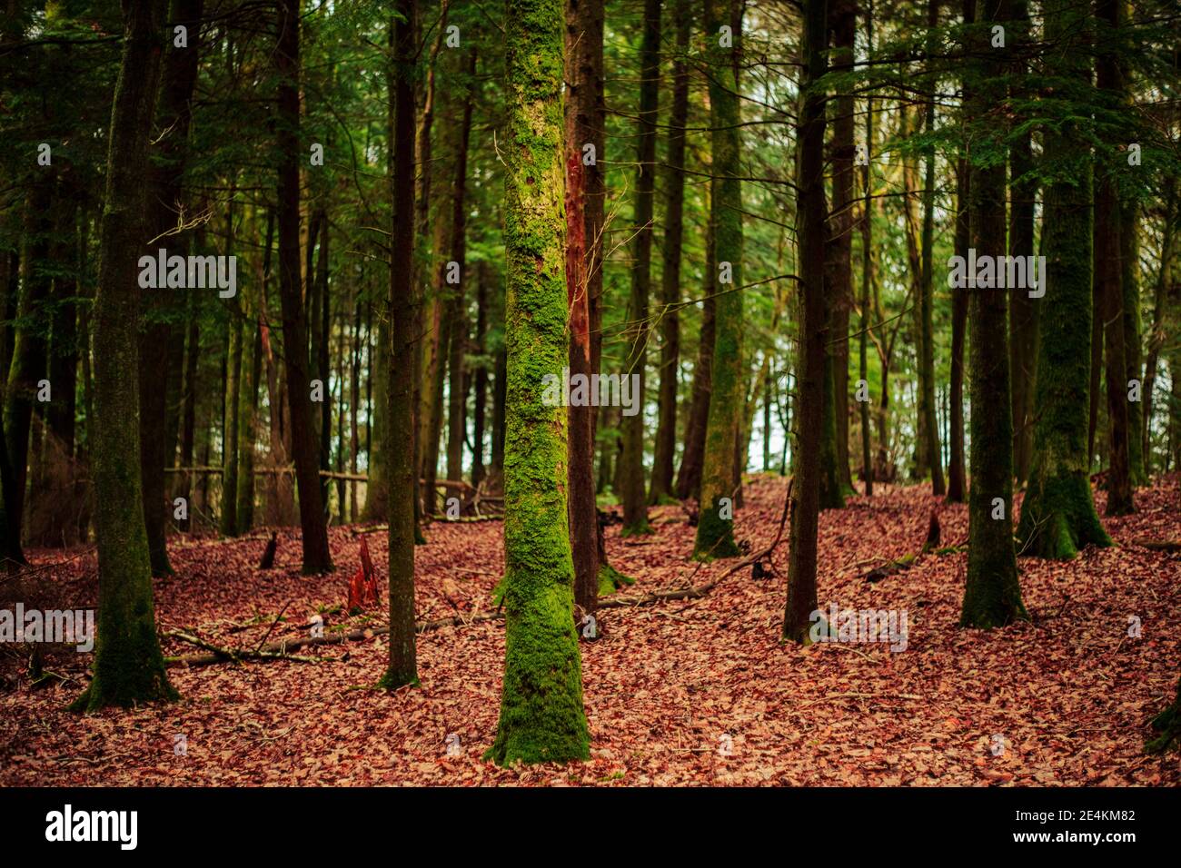 The woodlands surrounding the ruins of Blayney Castle. Castleblayney ...