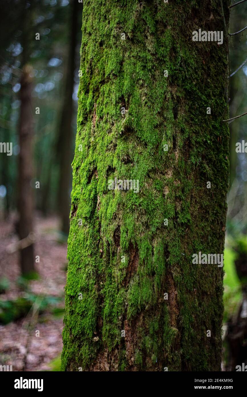 The woodlands surrounding the ruins of Blayney Castle. Castleblayney ...