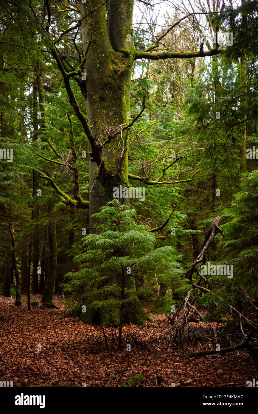 The woodlands surrounding the ruins of Blayney Castle. Castleblayney ...