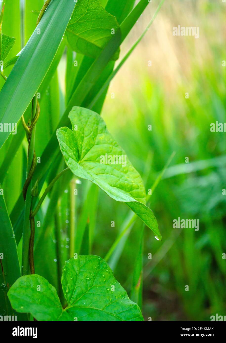Entwined flower vine leaf pattern hi-res stock photography and images ...