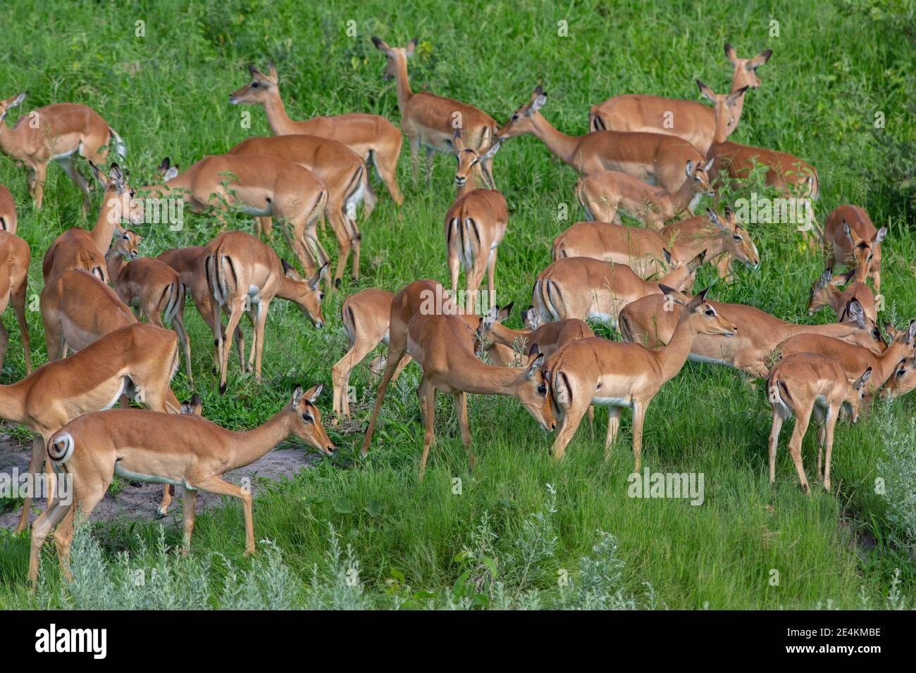 Female group herd impala hi-res stock photography and images - Alamy