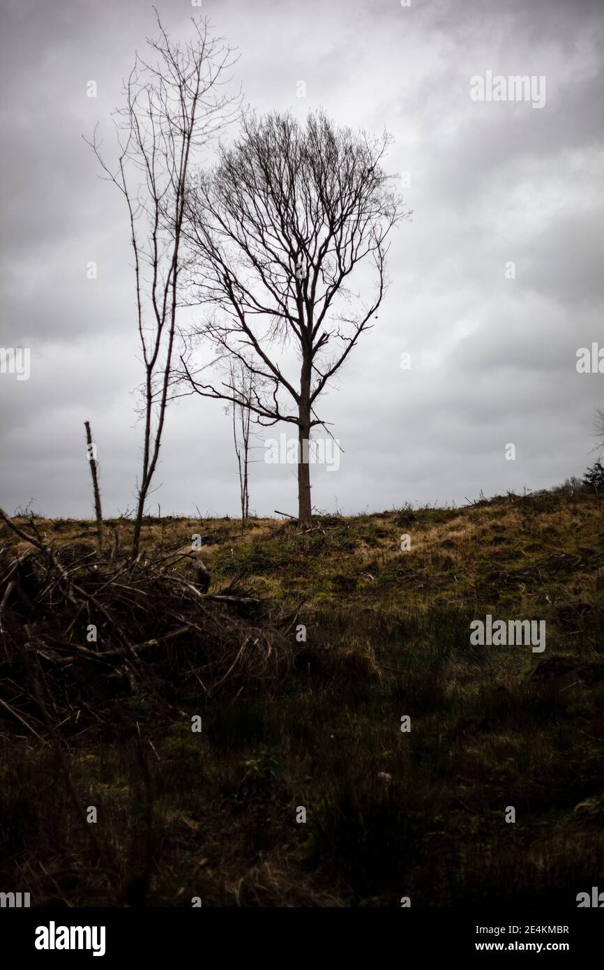 The woodlands surrounding the ruins of Blayney Castle. Castleblayney ...