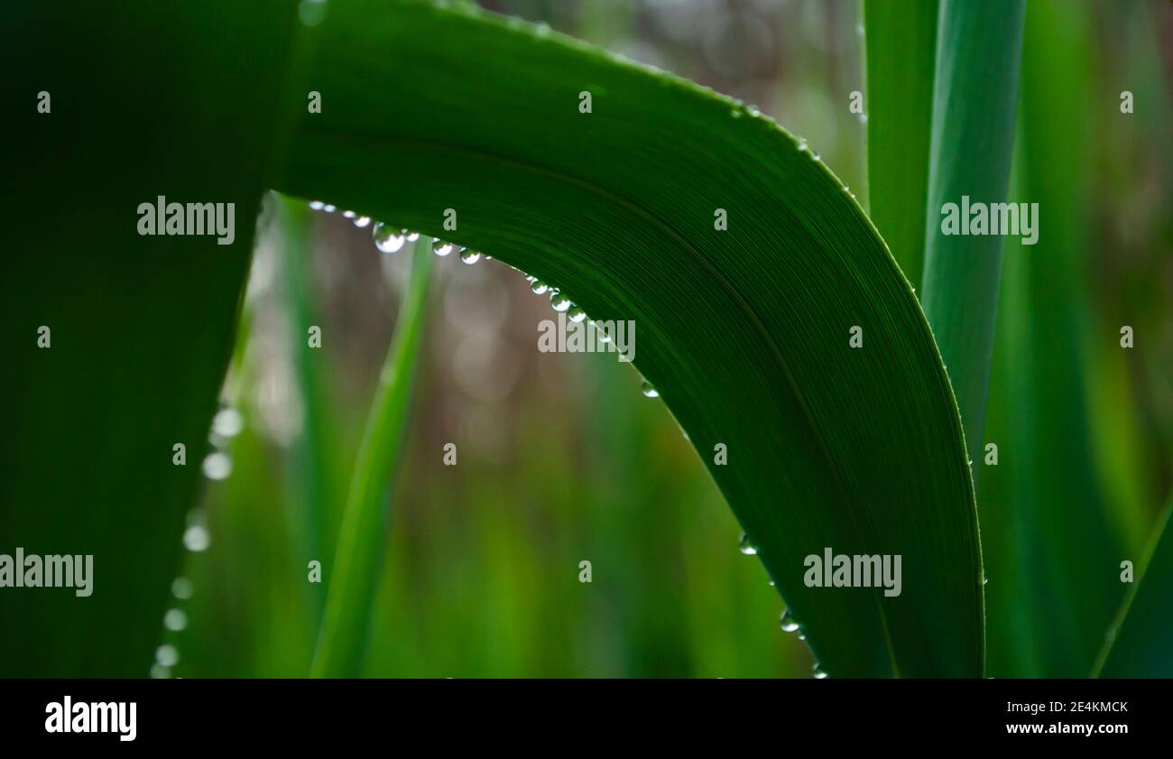 Reed leaves in raindrops. The smell of freshness and greenery. Green ...