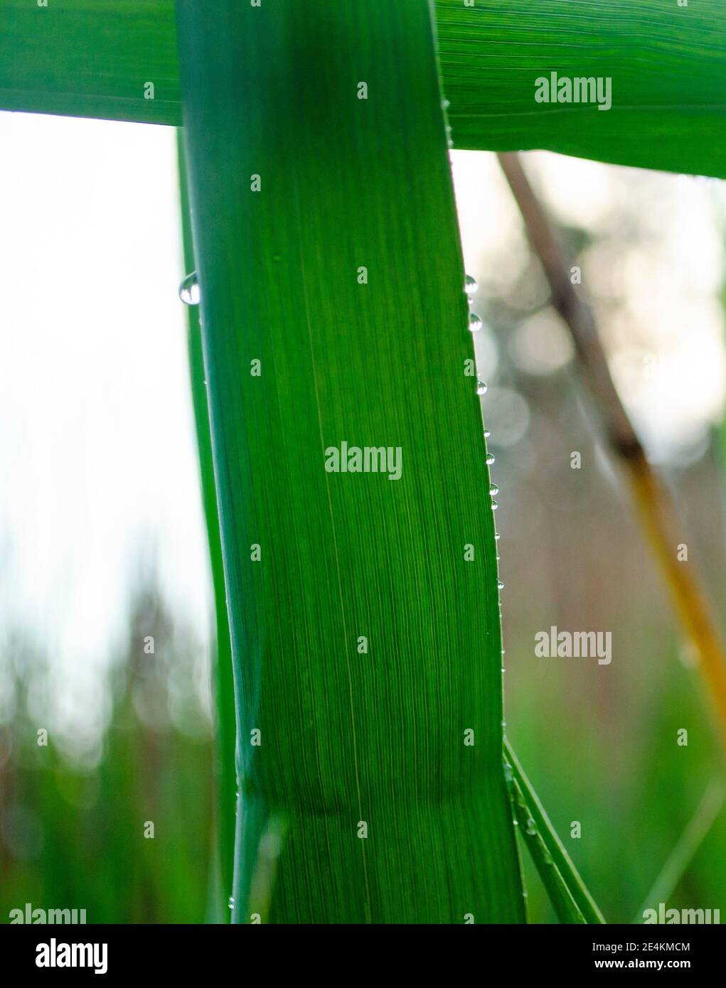 Reed leaves in raindrops. The smell of freshness and greenery. Green ...