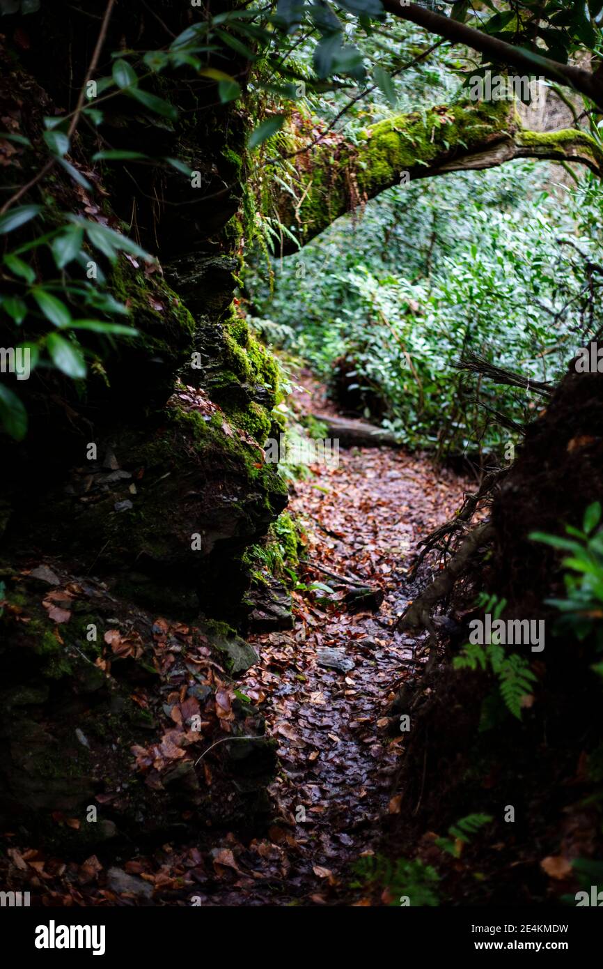 The woodlands surrounding the ruins of Blayney Castle. Castleblayney ...