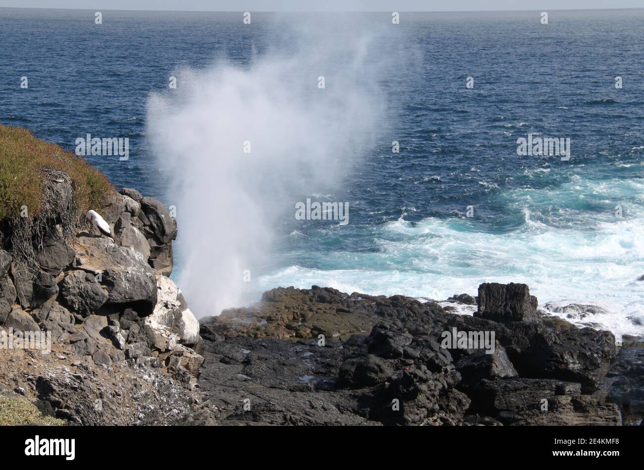 The geyser of the ocean in the Galapagos Islands Stock Photo - Alamy