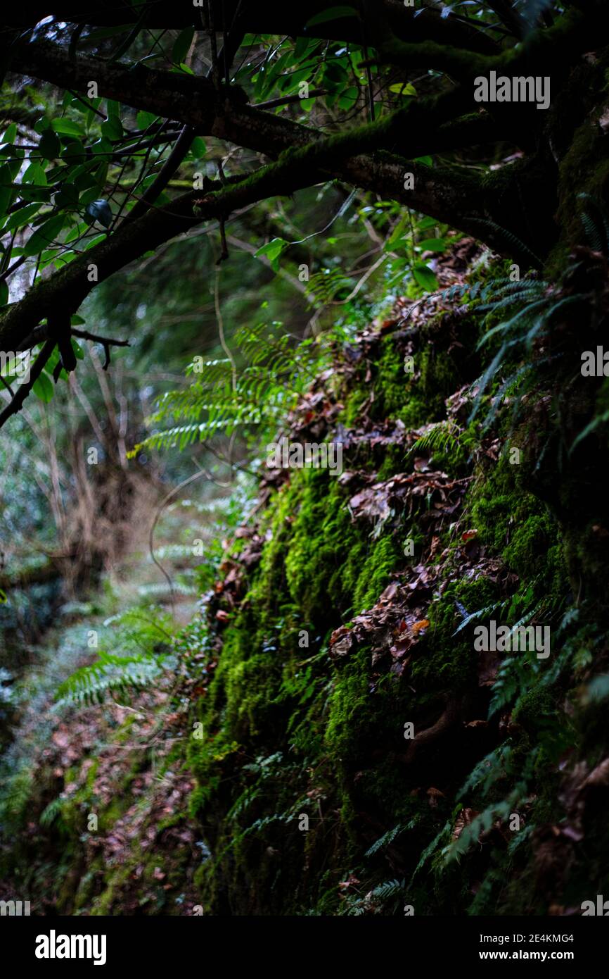 The woodlands surrounding the ruins of Blayney Castle. Castleblayney ...