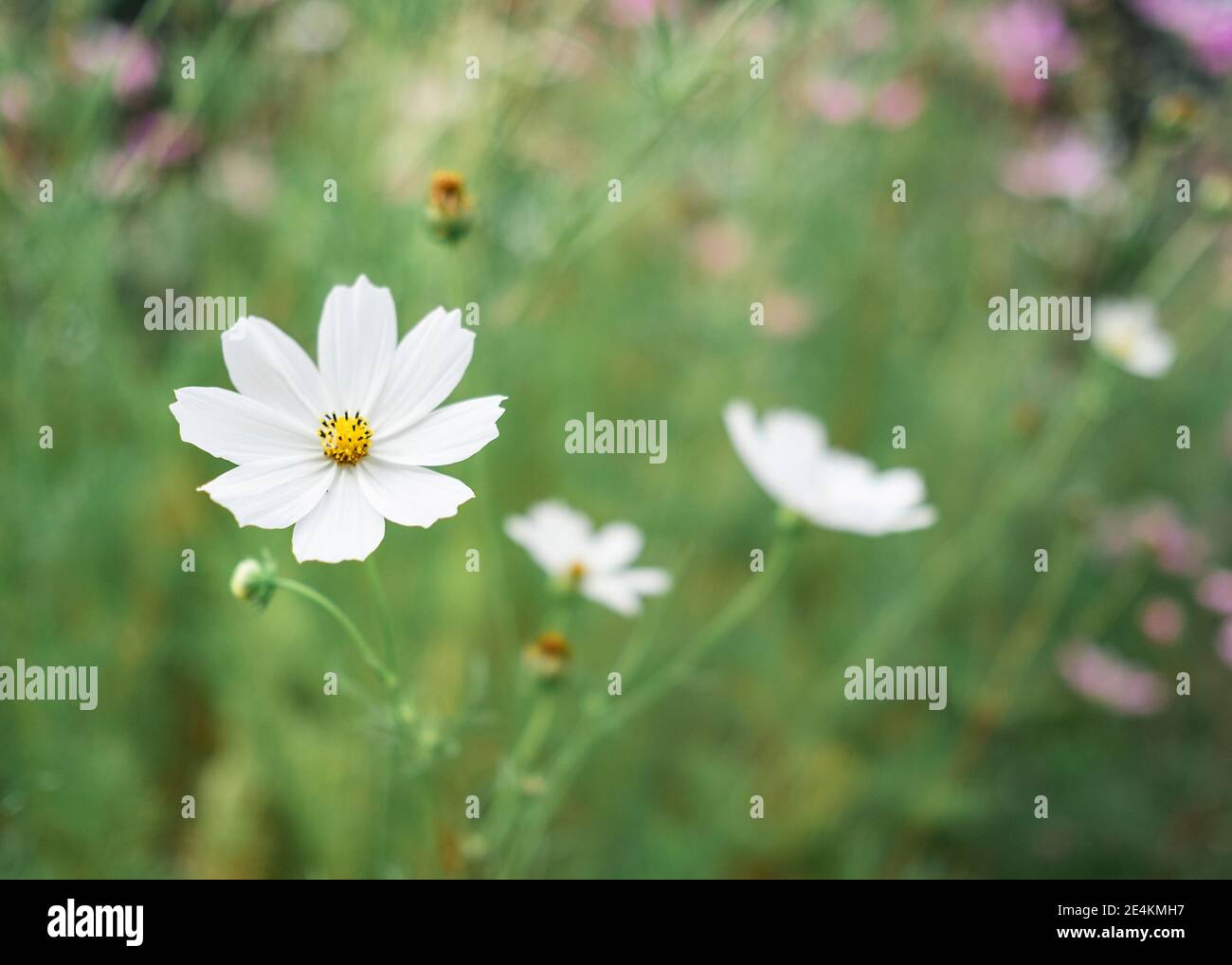 Beautiful cosmos flowers in full hi-res stock photography and images ...