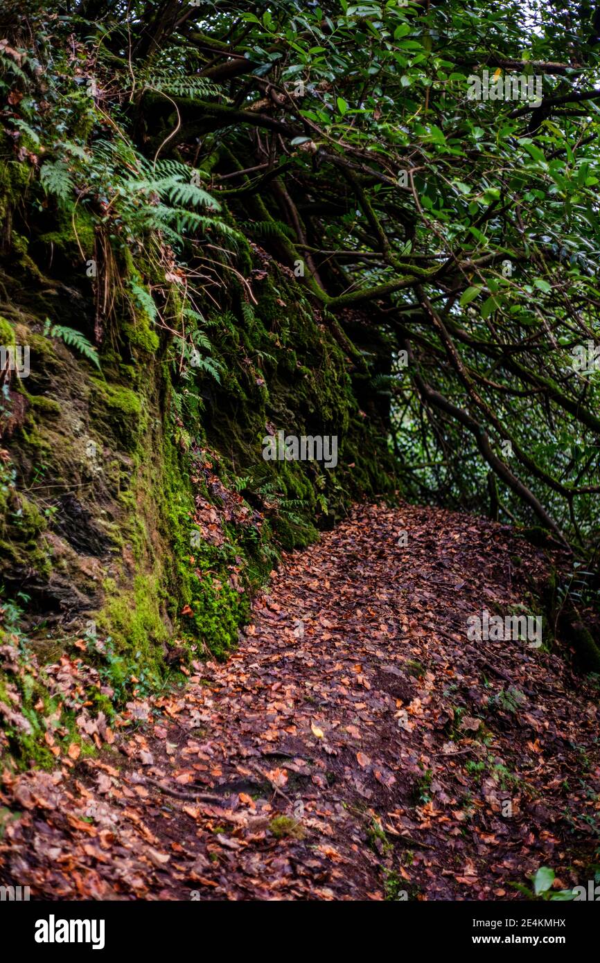 The woodlands surrounding the ruins of Blayney Castle. Castleblayney ...