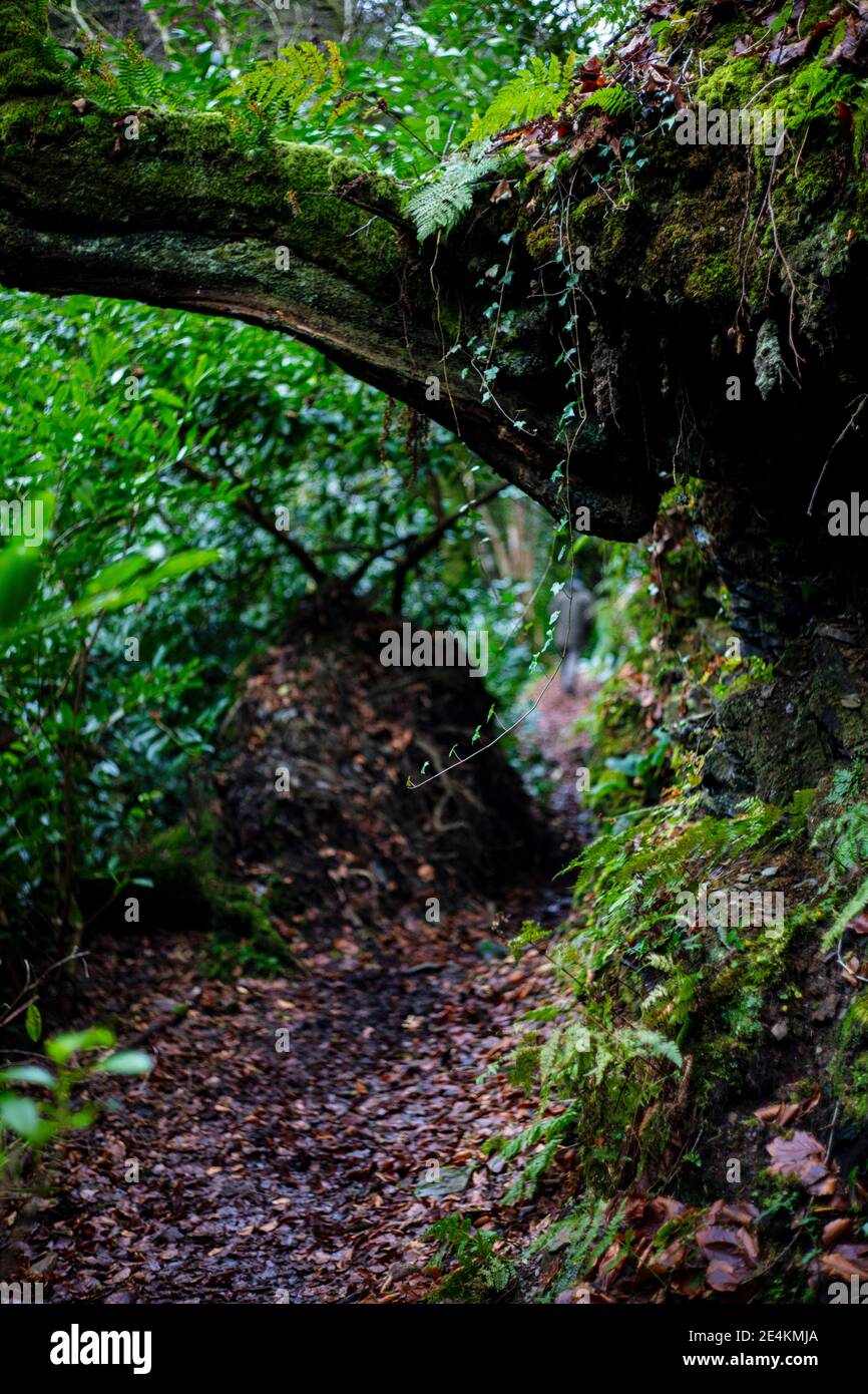 The woodlands surrounding the ruins of Blayney Castle. Castleblayney ...