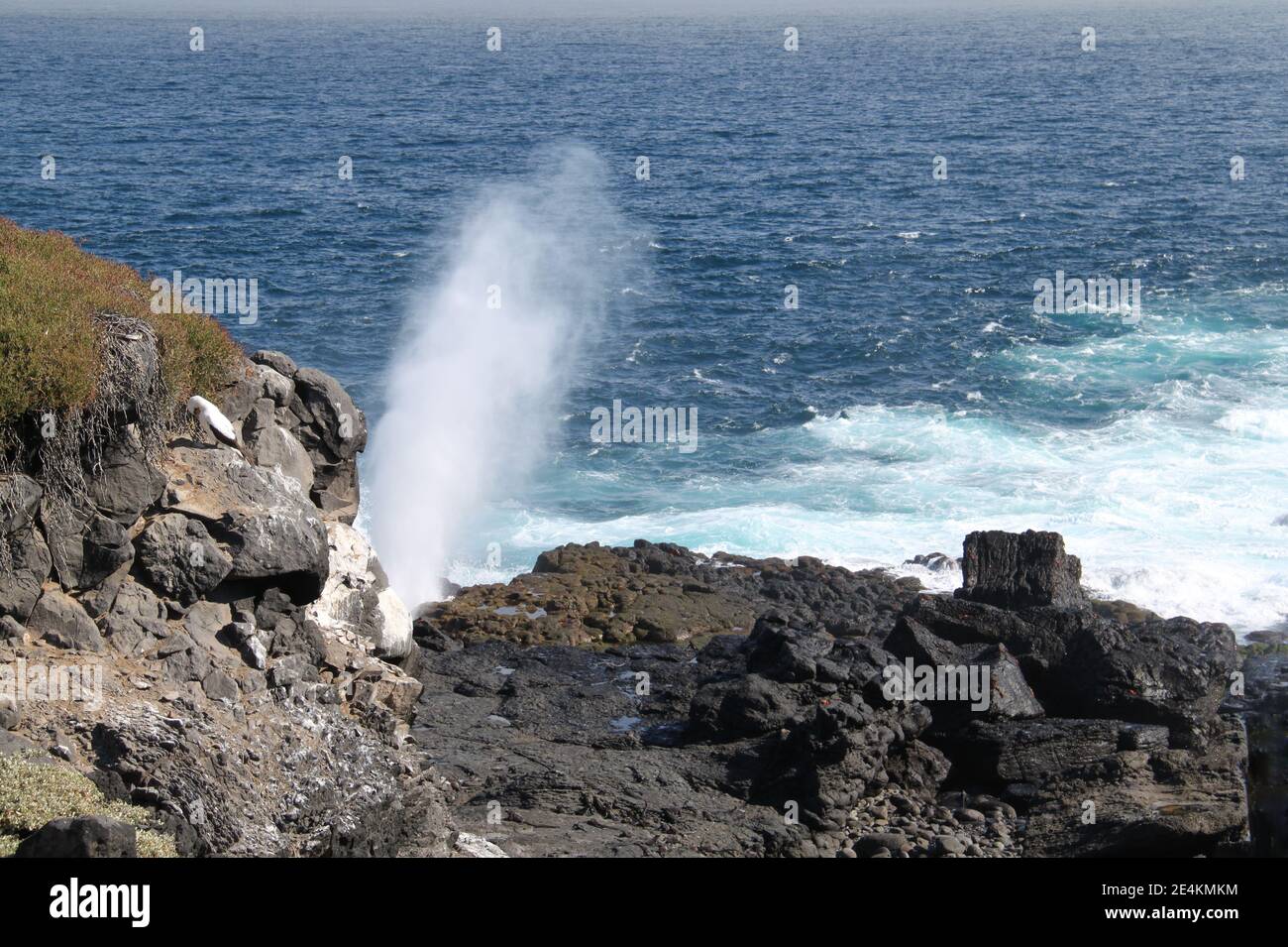 The geyser of the ocean in the Galapagos Islands Stock Photo - Alamy
