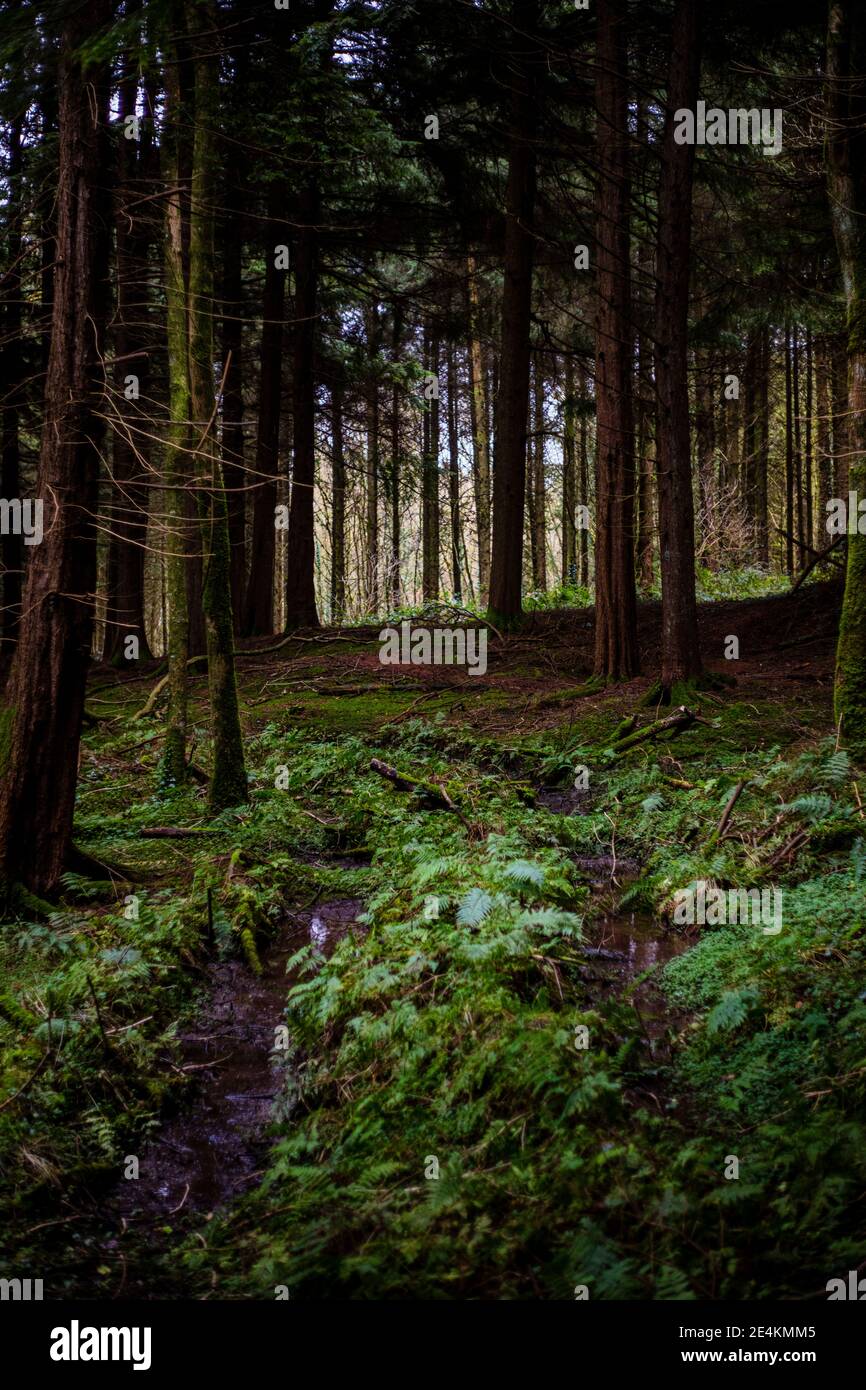 The woodlands surrounding the ruins of Blayney Castle. Castleblayney ...