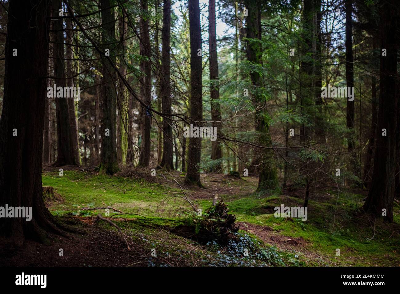 The woodlands surrounding the ruins of Blayney Castle. Castleblayney ...
