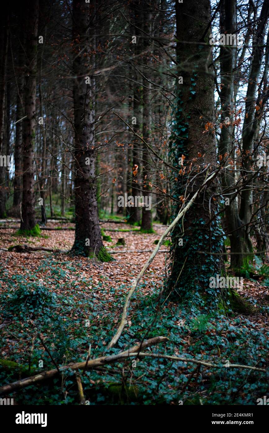 The woodlands surrounding the ruins of Blayney Castle. Castleblayney ...