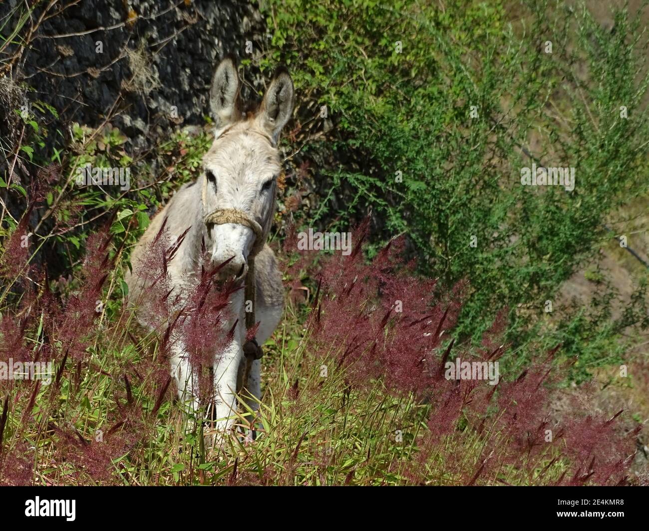 Hiking with donkey hi-res stock photography and images - Alamy