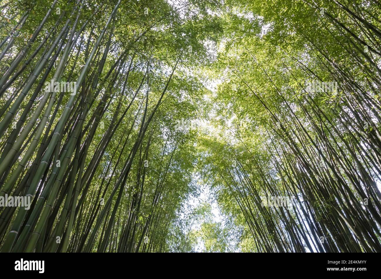 bamboo forest, nature landscape Stock Photo - Alamy