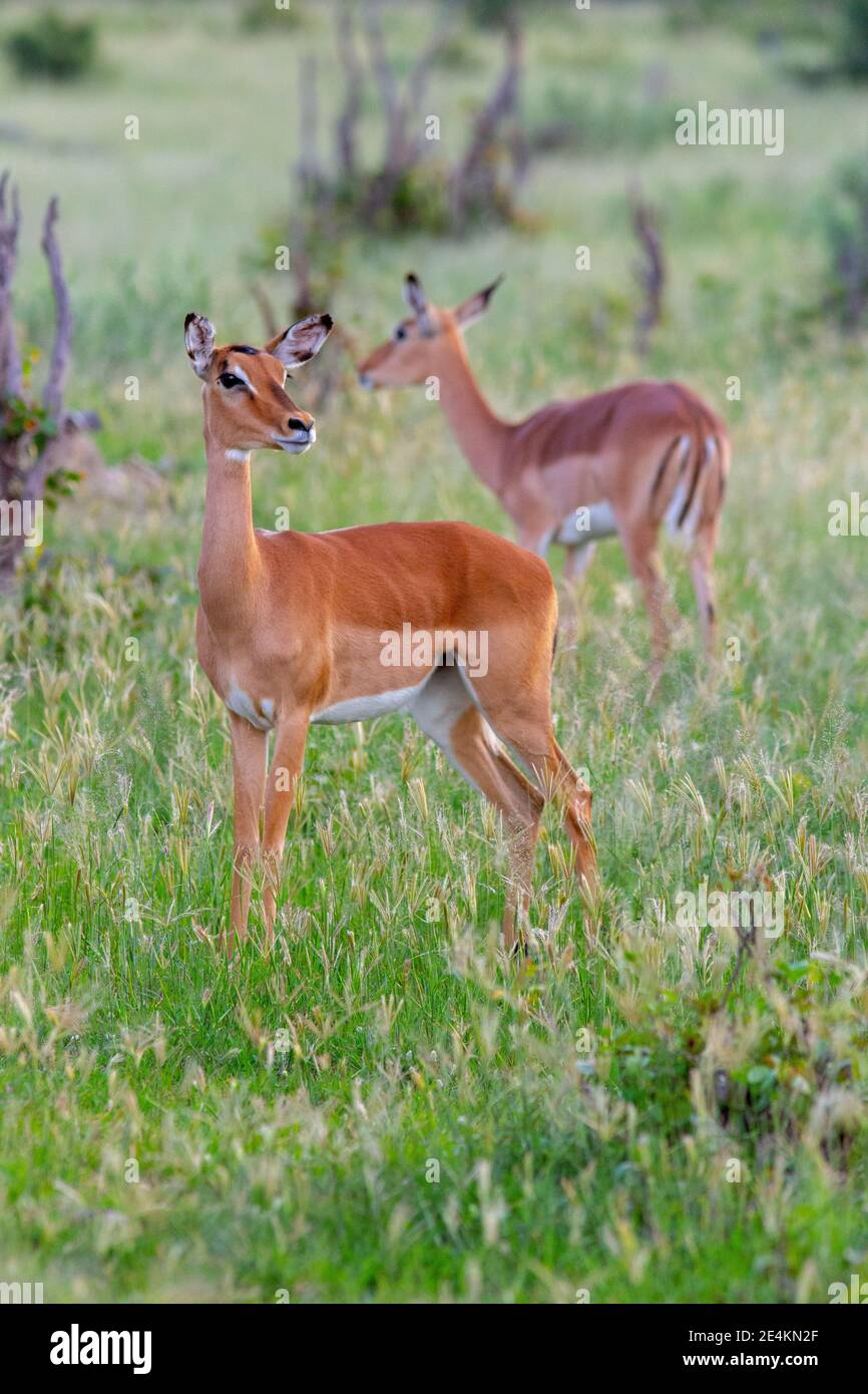 Impala (Aepyceros melampus). Female in profile, standing. Alert, ever ...
