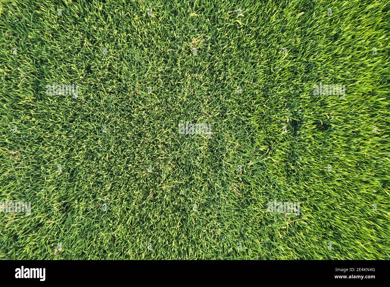 A top view of a Paddy Field (rice field) captured during the daytime ...