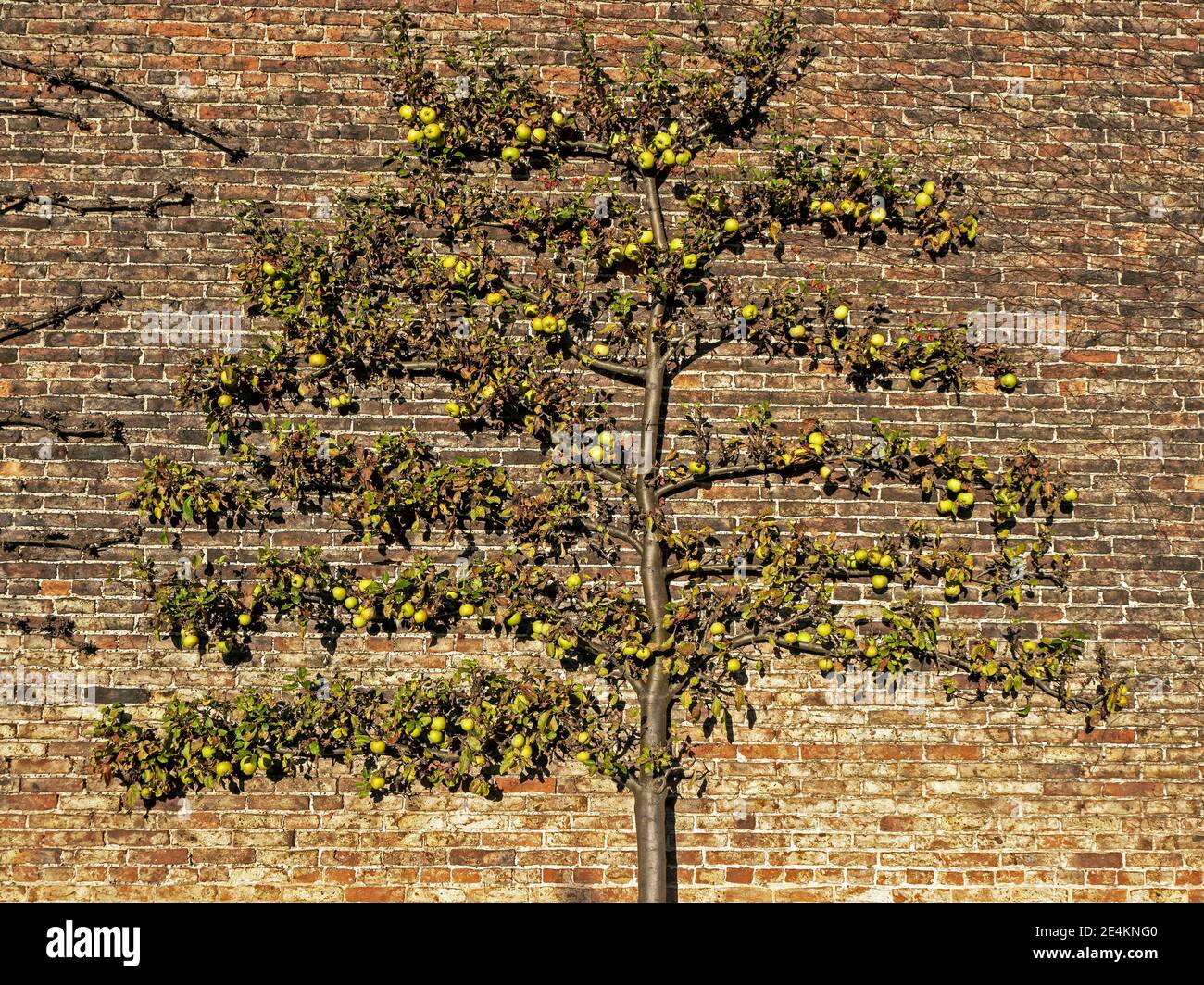 Apple tree with apples trained on a brick wall as an espalier in a ...