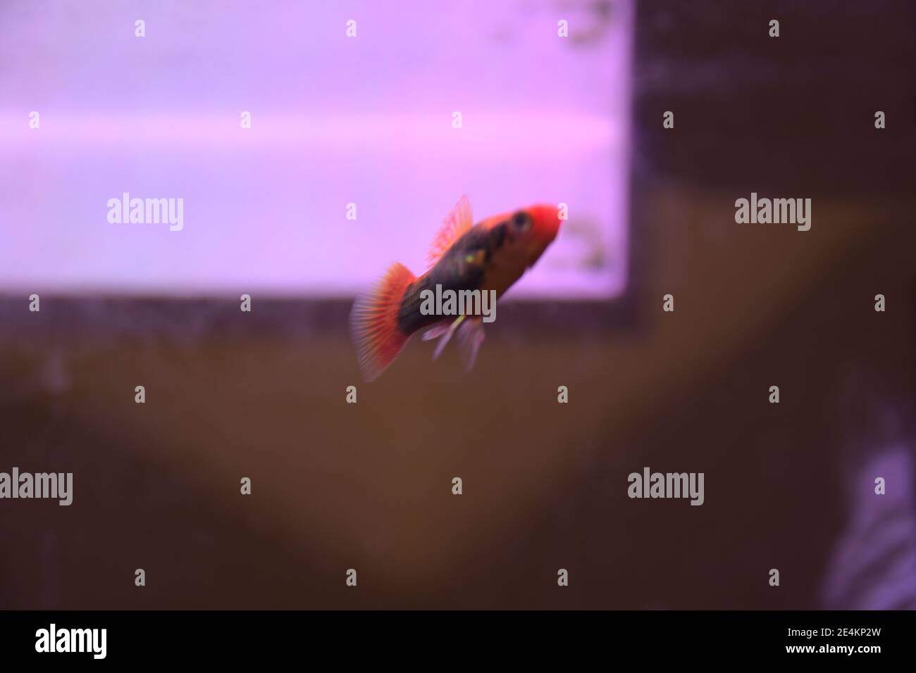 In the foreground, a small colorful fish in the aquarium Stock Photo ...
