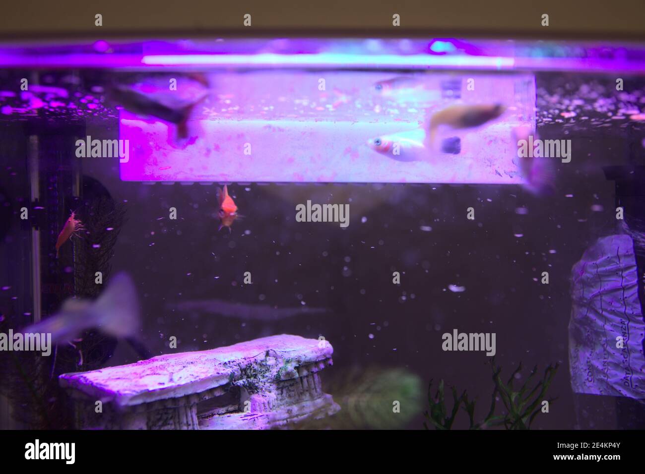 In the foreground, a small colorful fish in the aquarium Stock Photo ...