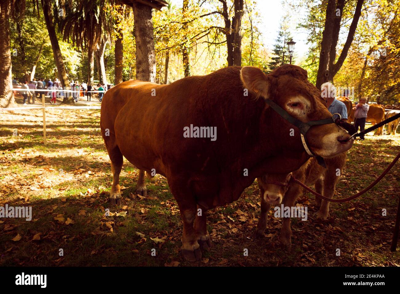 ONTANEDA, SPAIN - Sep 25, 2020: cattle fair and great bull exhibited in ...