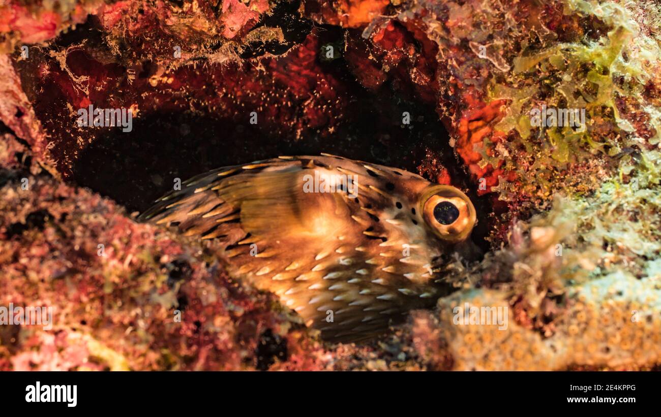 Balloonfish hi-res stock photography and images - Alamy