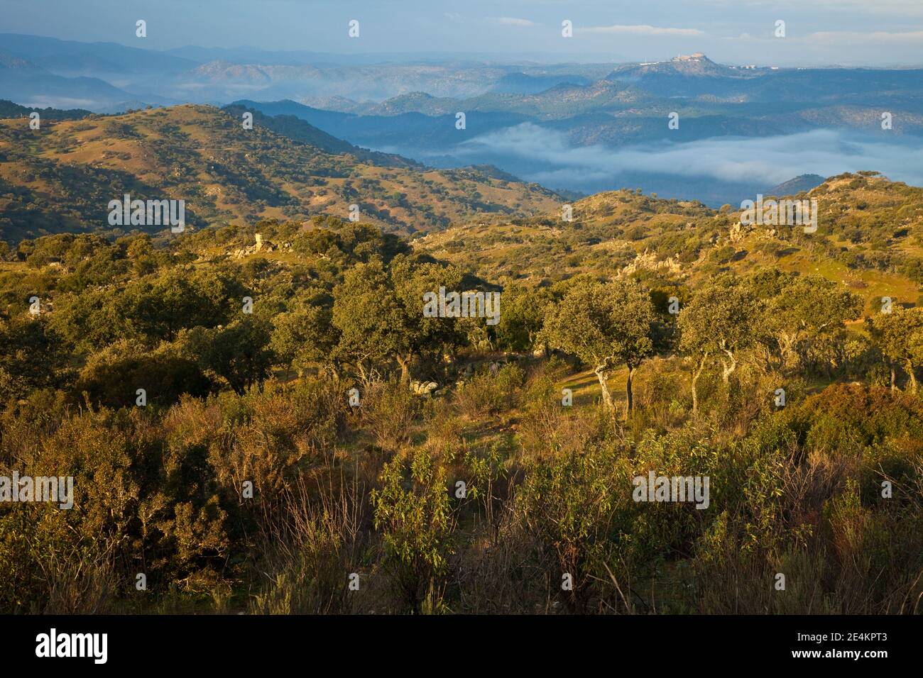 Bosque Mediterráneo, Parque Natural Sierra de Andújar, Jaen, Andalucía ...
