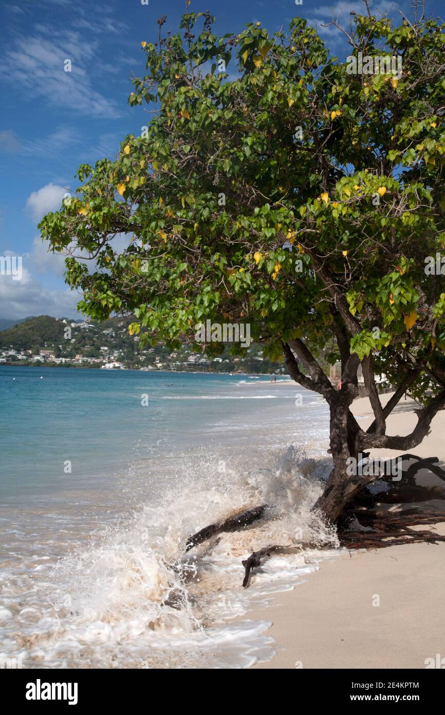 wave breaking over roots of tree on grand anse beach grenada windward islands west indies Stock ...