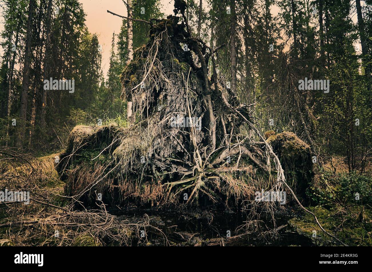 Upprooted spruce tree in the forest.Roots of a Dead Tree Stock Photo ...