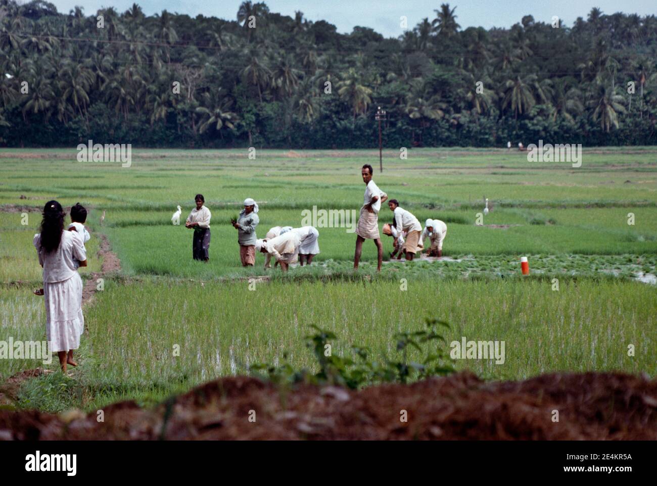 Paddy Fields Sri Lanka High Resolution Stock Photography and Images - Alamy