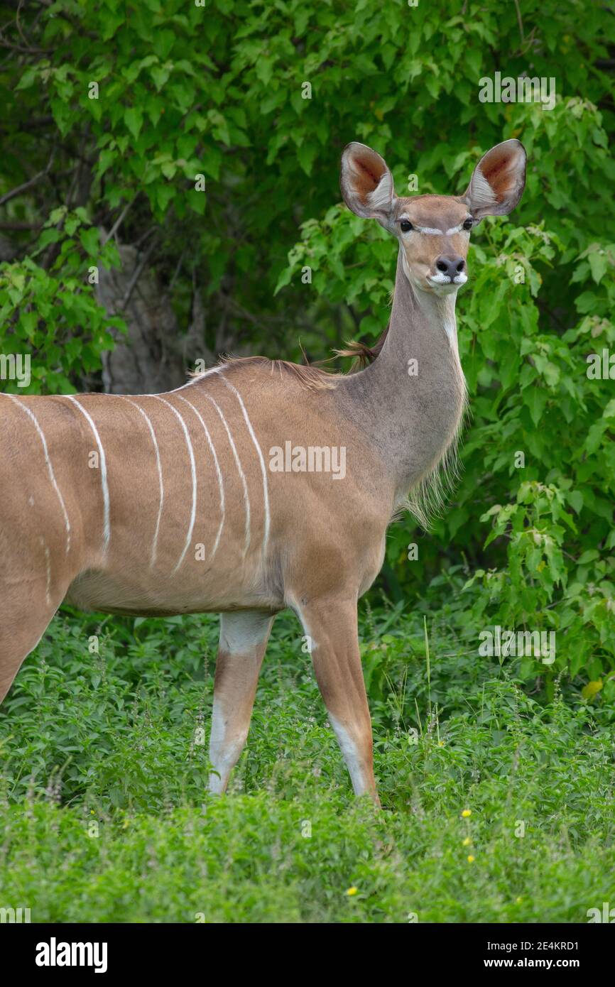 Kudo. (Tragelaphus strepsiceros). Female hornless, standing tall, erect ...