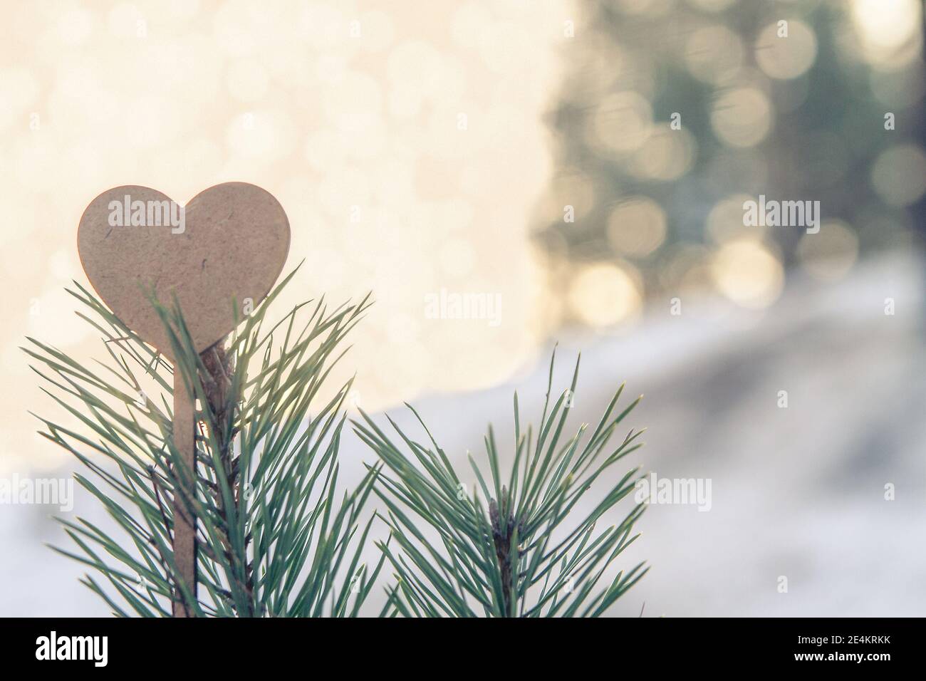 Rare pine tree hi-res stock photography and images - Alamy