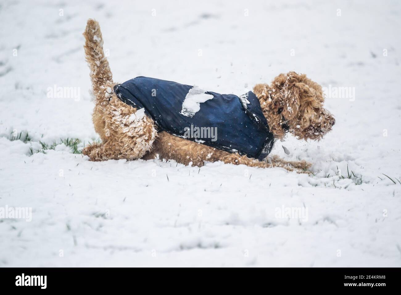 Excitable dog hi-res stock photography and images - Alamy