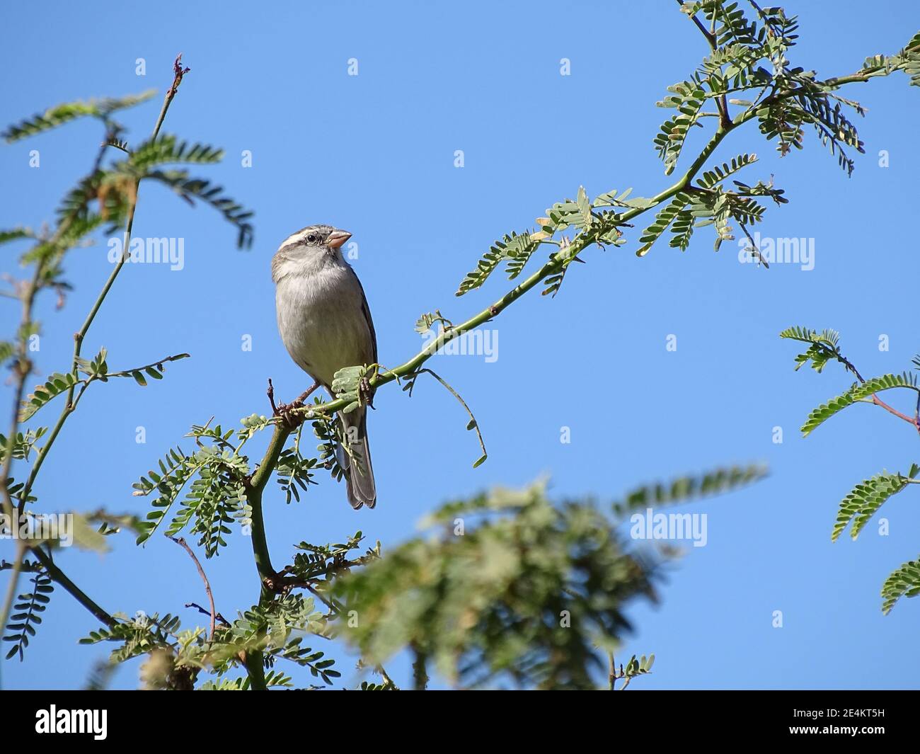Birds of cape verde islands hi-res stock photography and images - Alamy