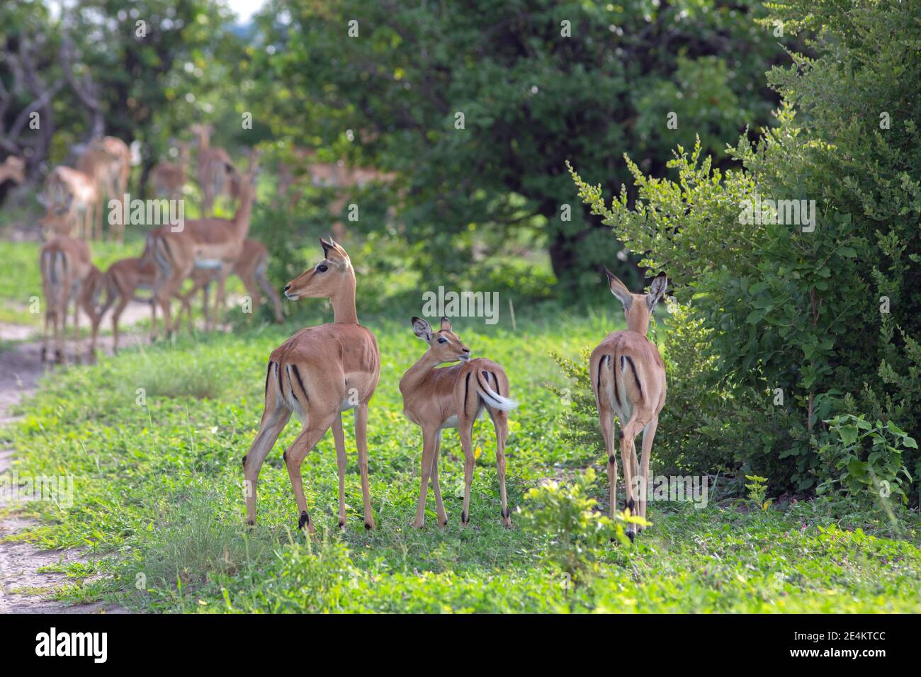 Impala Aepyceros melampus. Commonest, most numerous antelope species in ...