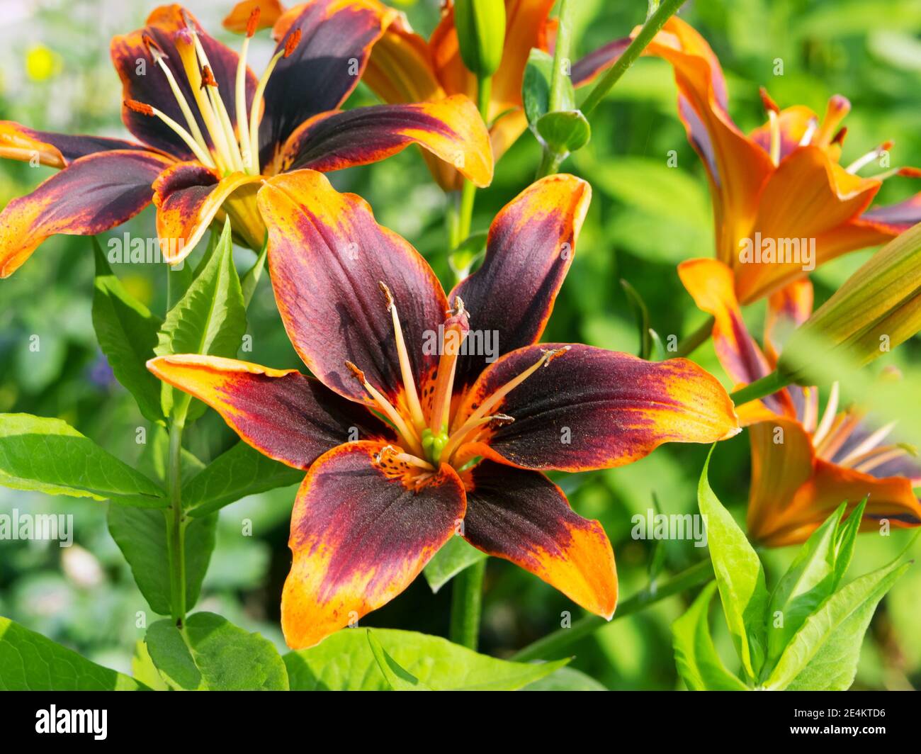 Asiatic hybrid of Easy Samba lily blooms in the garden on a summer day ...