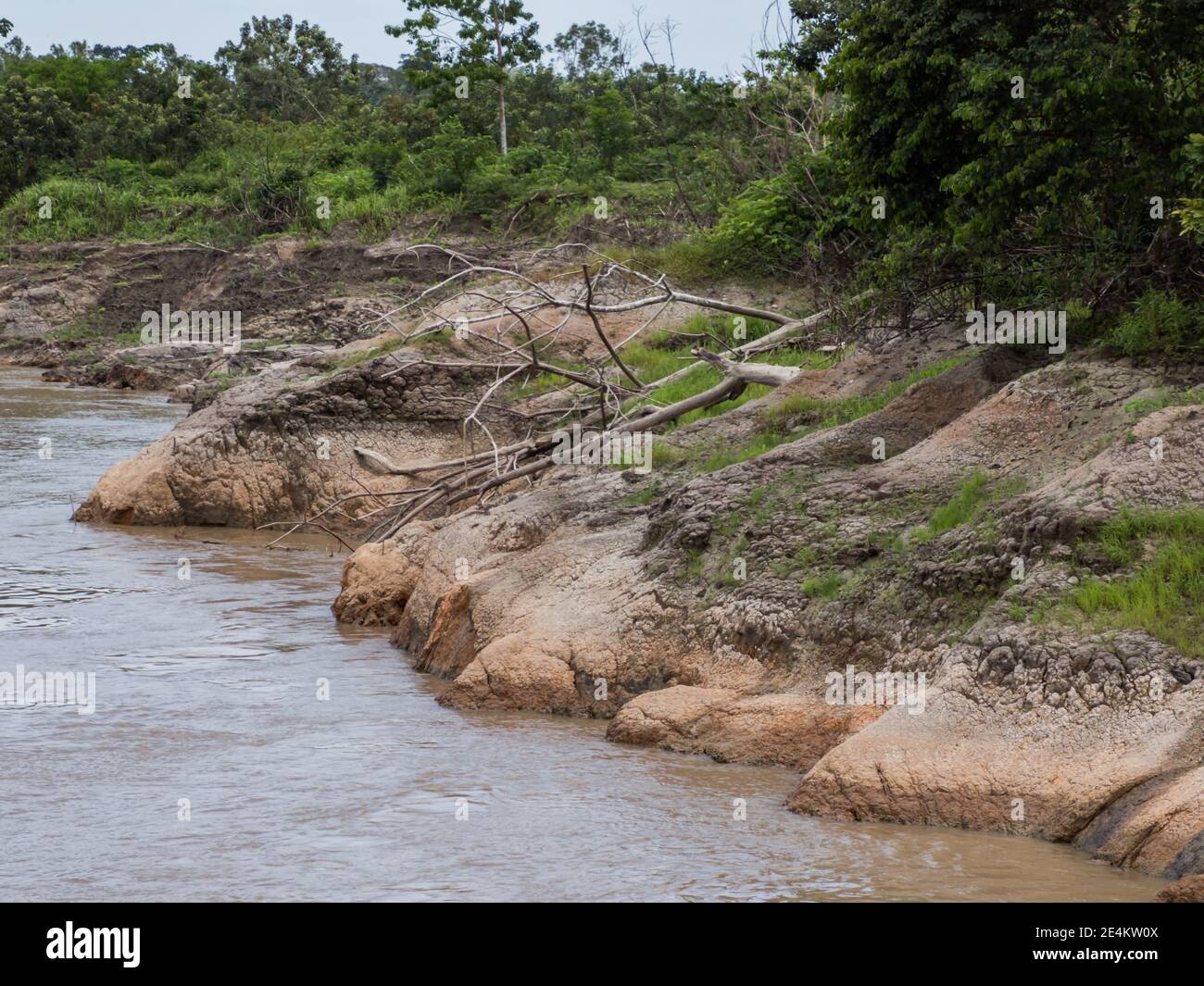 View of the green, jungle on the banks of the Amazon river during low ...