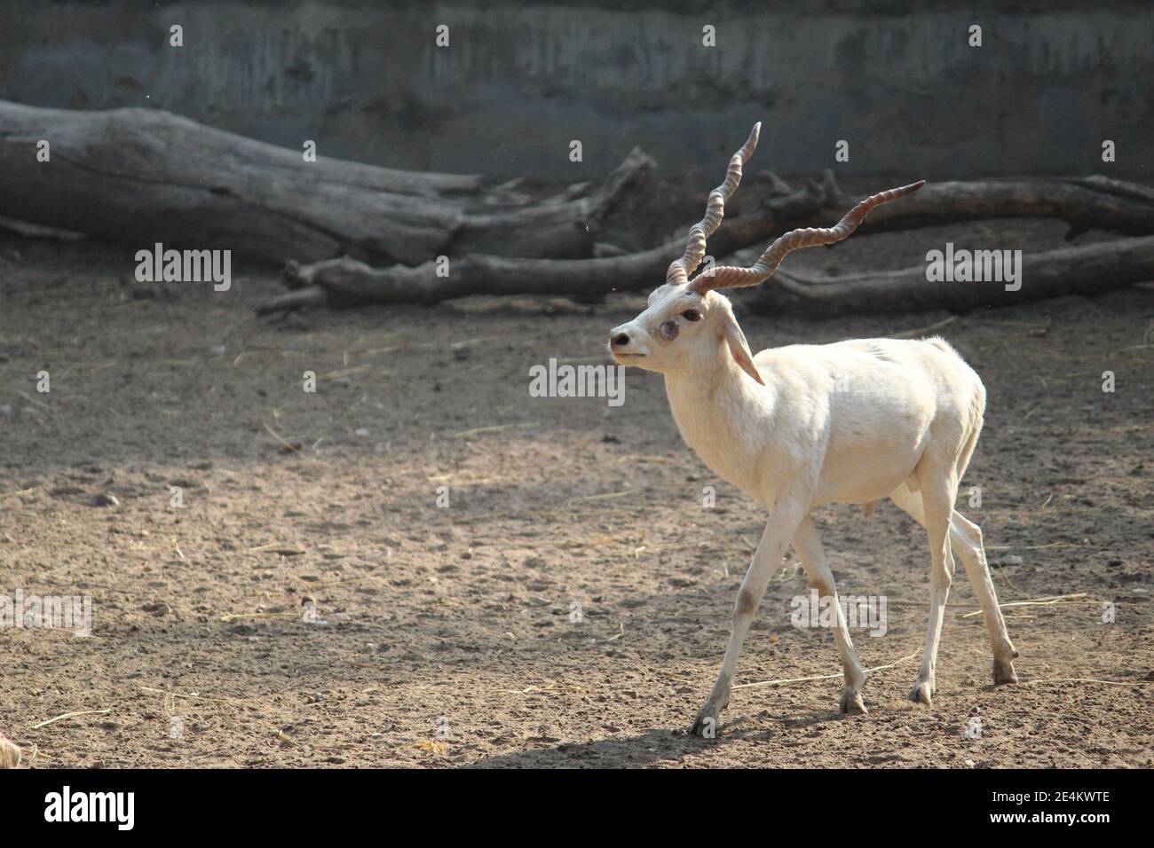 Albino blackbuck hi-res stock photography and images - Alamy