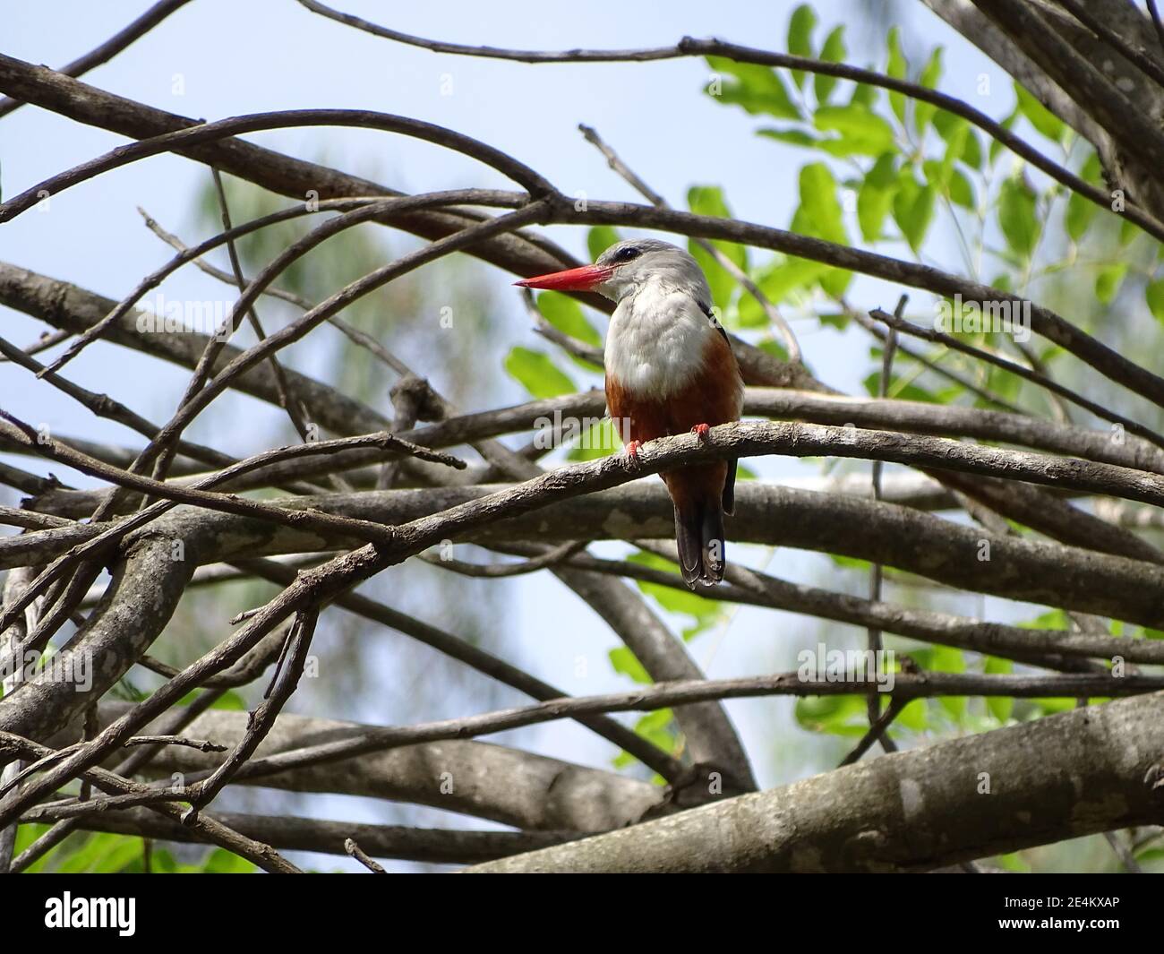 Grey headed Kingfisher, Cape Verde, Santiago island, fauna, birds Stock ...
